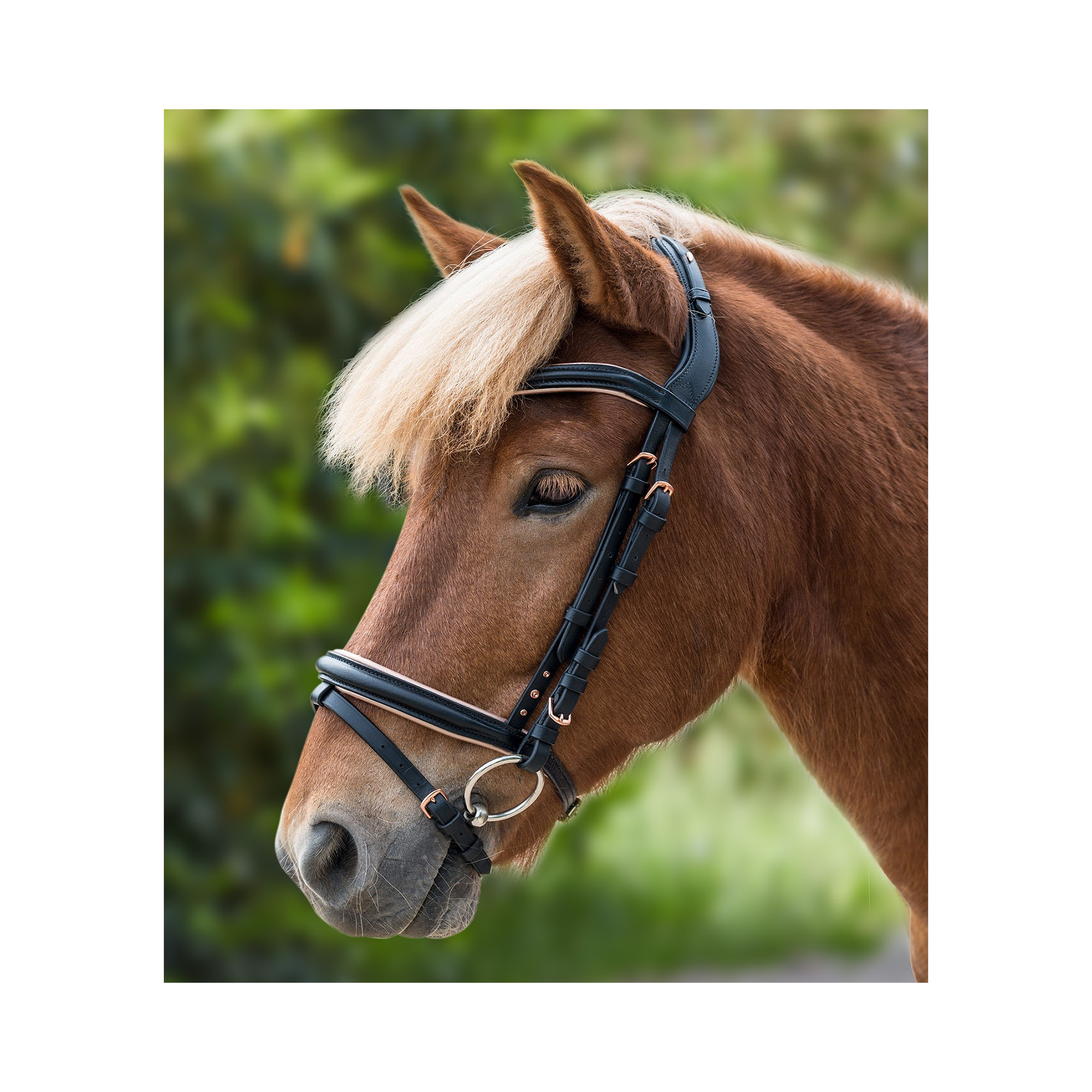 WALDHAUSEN ROSE ICELANDIC ZAUMZEUG - EQUISHOP Reitshop
