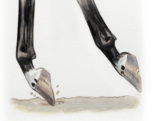 WHY DOES A HORSE STUMBLE? - EQUISHOP Equestrian Shop