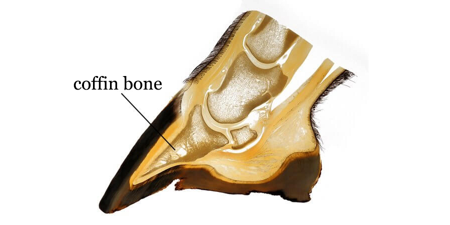 WHY DOES A HORSE STUMBLE? - EQUISHOP Equestrian Shop