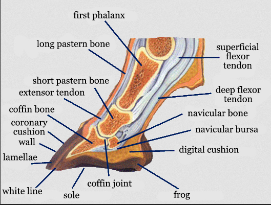 WHY DOES A HORSE STUMBLE? - EQUISHOP Equestrian Shop